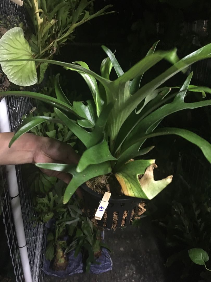 Staghorn fern - Platycerium alcicorne (Africa) #17, Furniture & Home ...