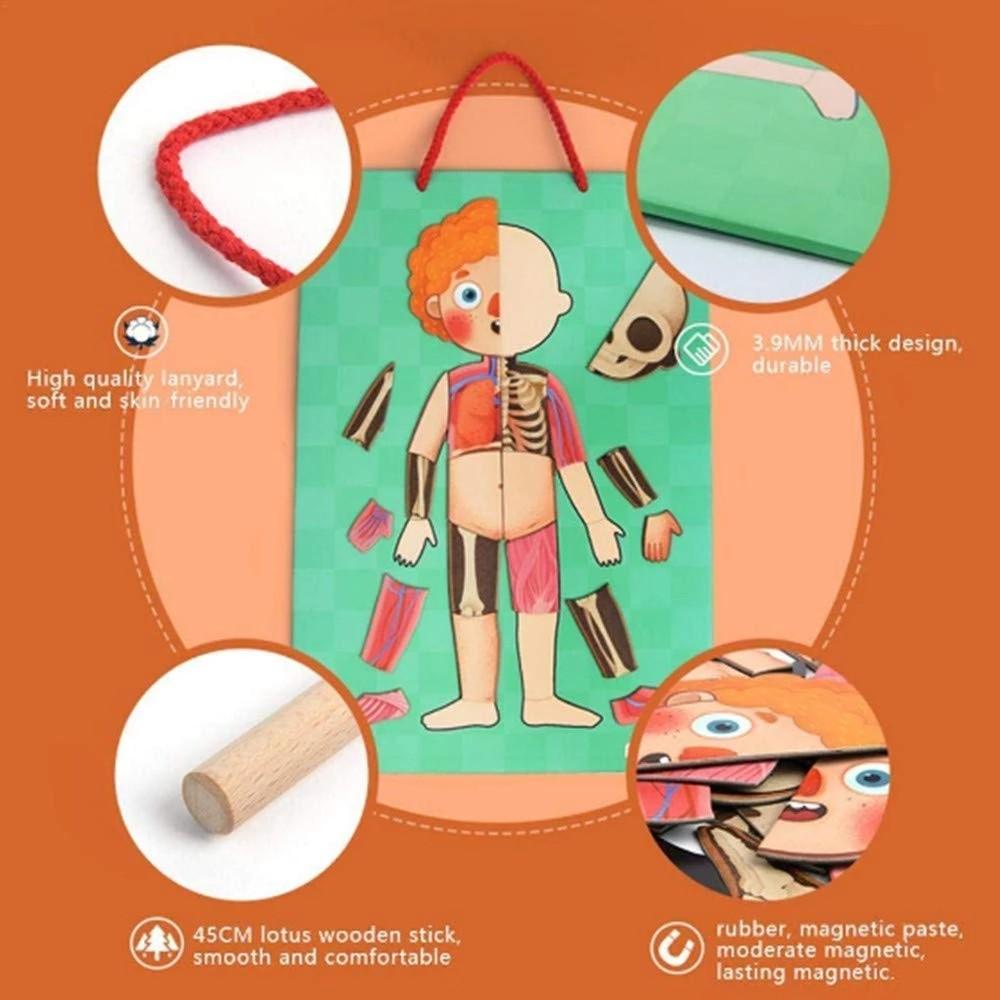 MIDEER BODY PARTS MAGNET 90 PCS- Learning about the Body Anatomy ...