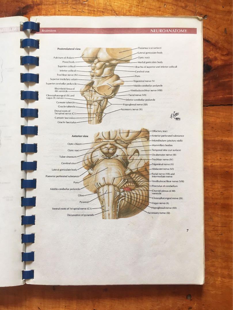 Atlas of Neuroanatomy and Neurophysiology, Hobbies & Toys, Books ...