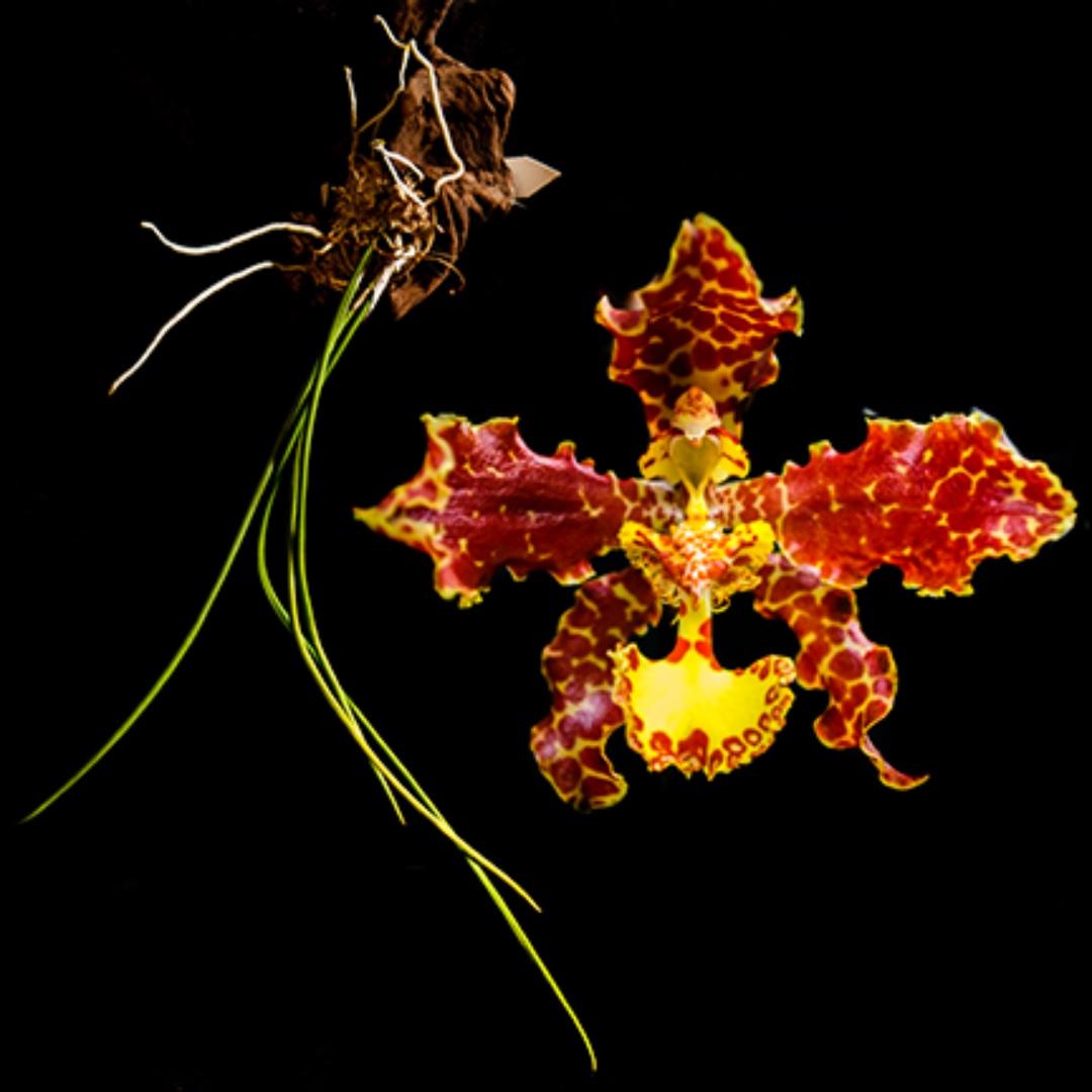 Trichocentrum stacyi Orchid (RARE), Furniture & Home Living, Gardening ...