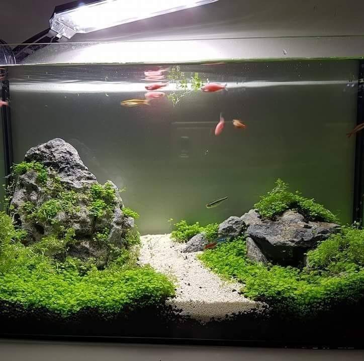Aqua Scaping, Pet Supplies, Homes & Other Pet Accessories on Carousell