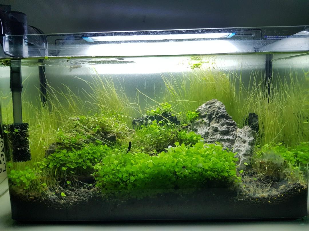 Aqua Scaping, Pet Supplies, Homes & Other Pet Accessories on Carousell