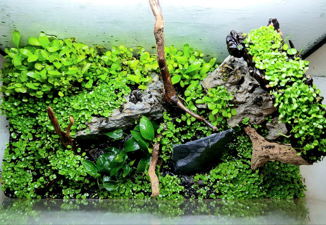 Aqua Scaping, Pet Supplies, Homes & Other Pet Accessories on Carousell