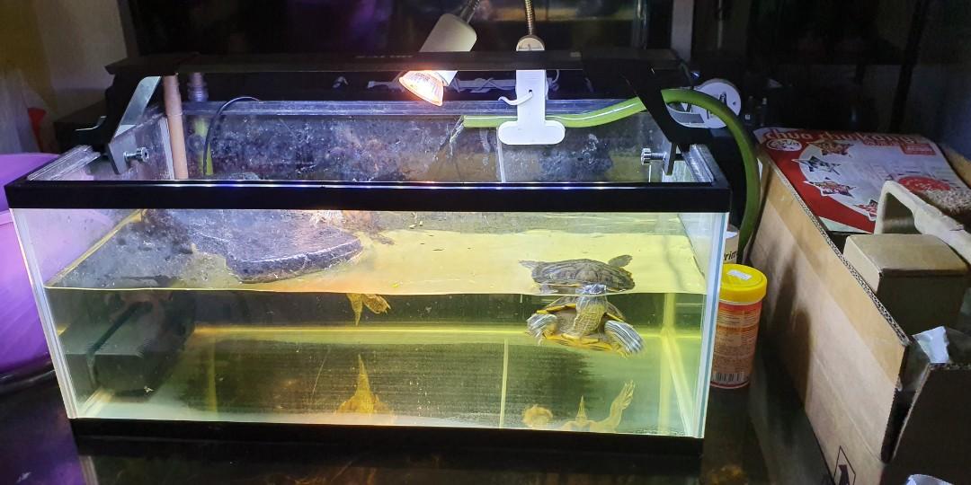 Complete set 2ft aquarium fish tank, Pet Supplies, Homes & Other Pet ...