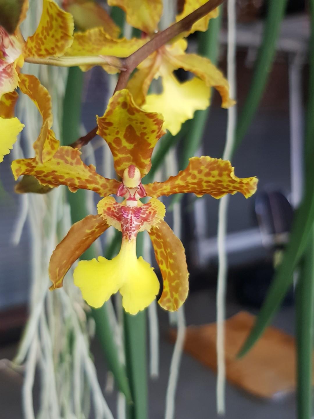 Trichocentrum lillian oka 'jairak', Furniture & Home Living, Gardening ...