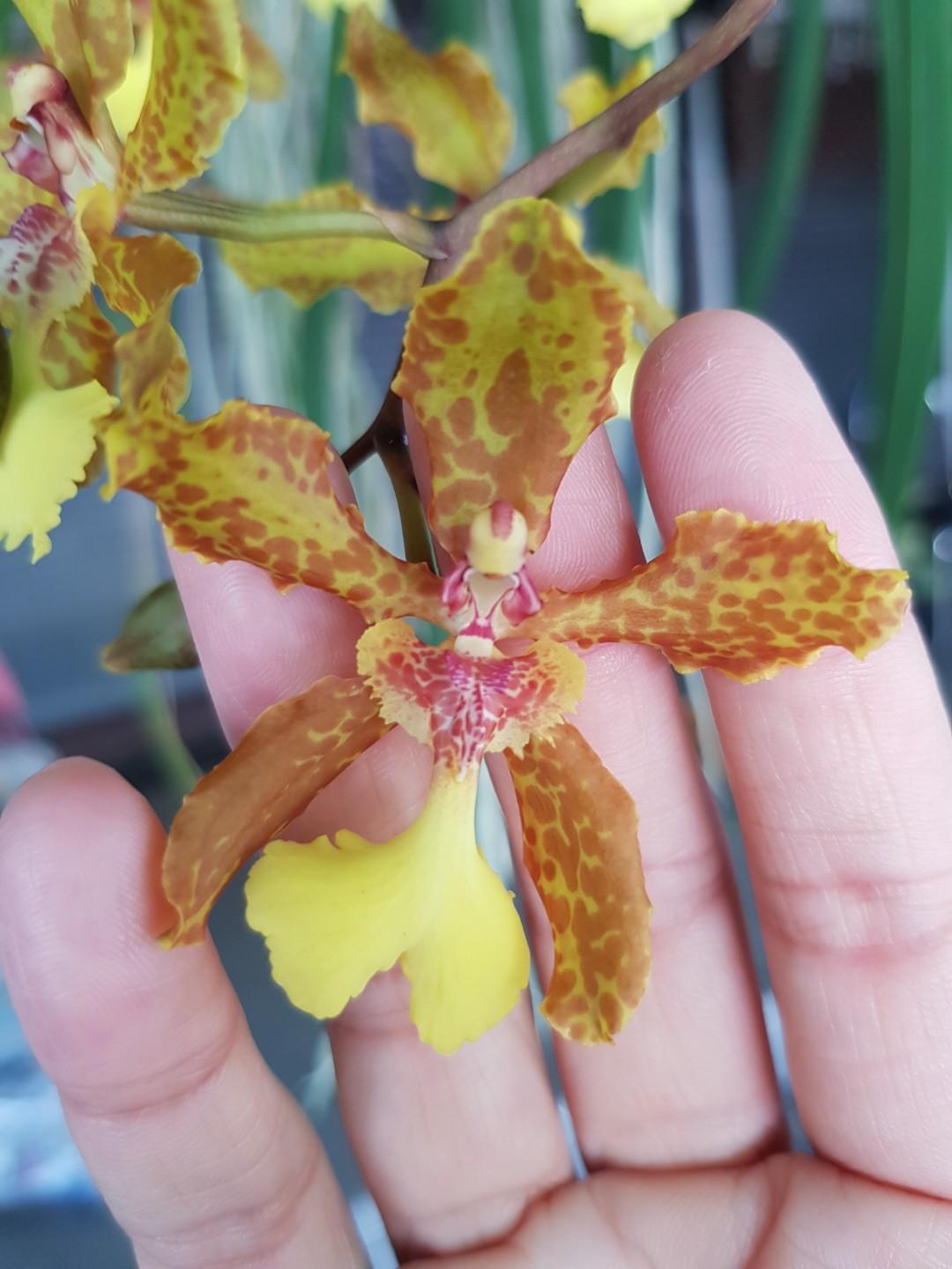 Trichocentrum lillian oka 'jairak', Furniture & Home Living, Gardening ...