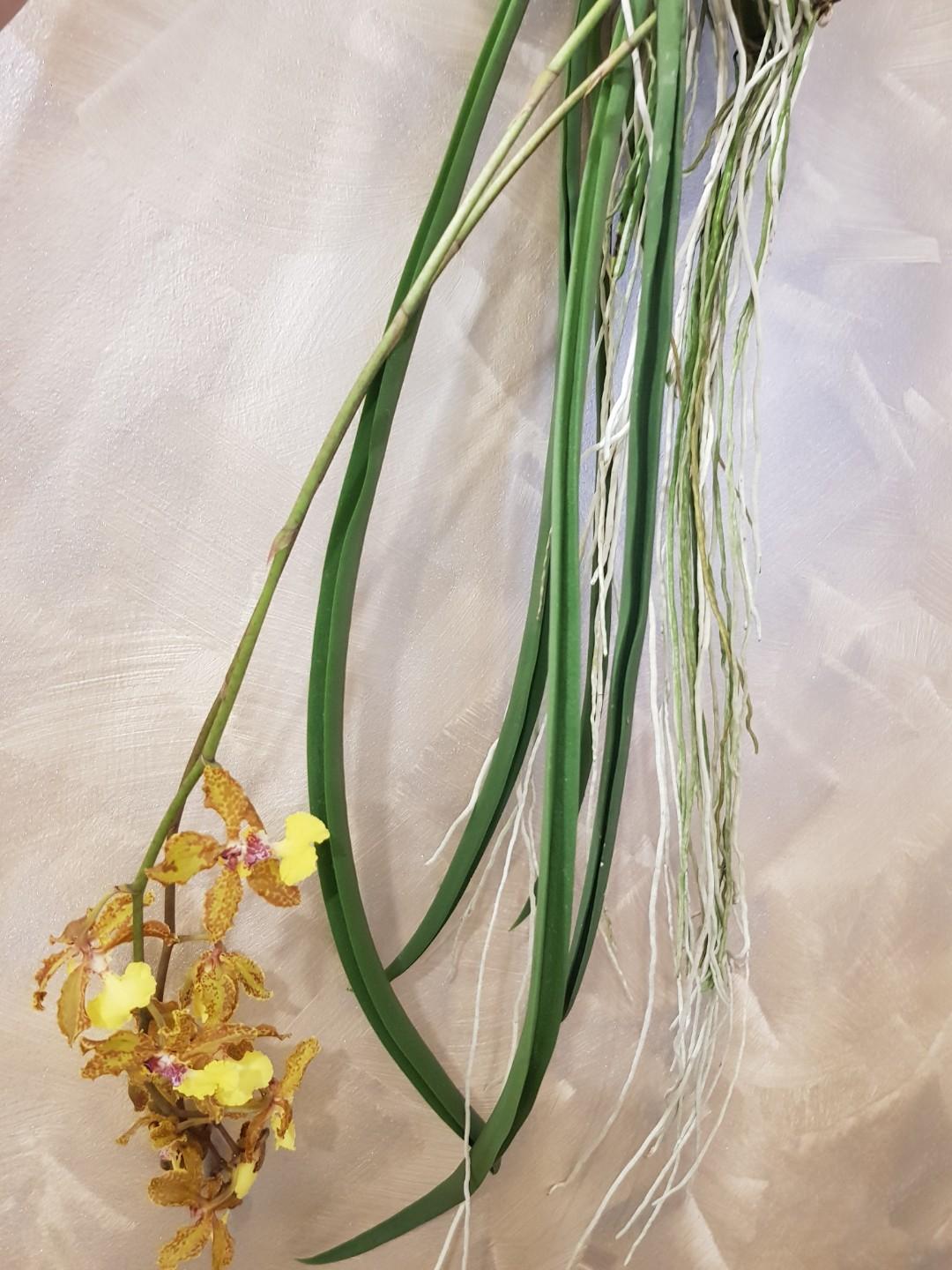 Trichocentrum lillian oka 'jairak', Furniture & Home Living, Gardening ...