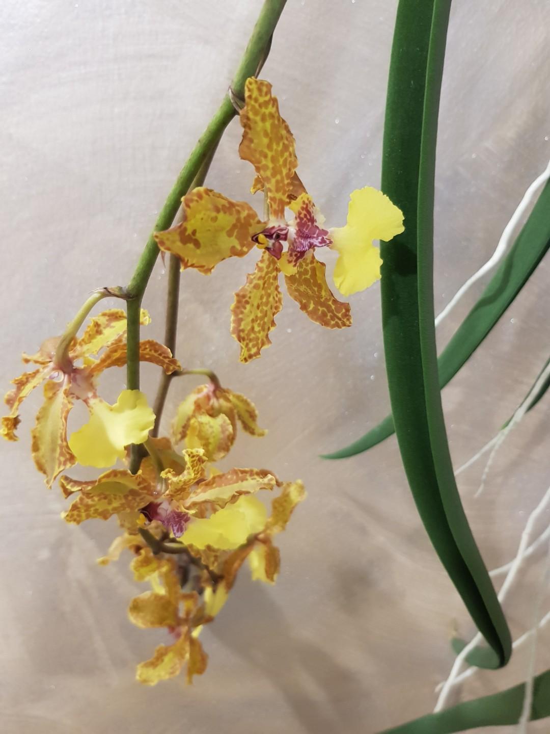 Trichocentrum lillian oka 'jairak', Furniture & Home Living, Gardening ...