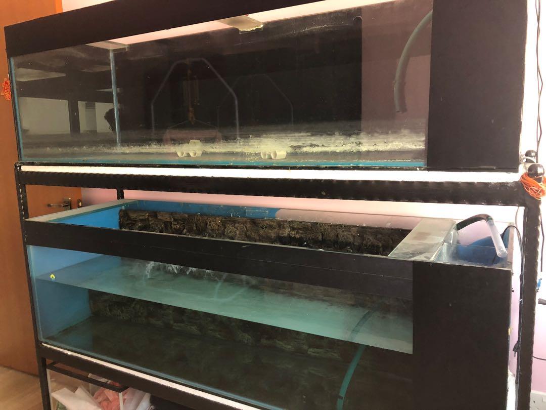 5 ft fish tanks, Pet Supplies, Homes & Other Pet Accessories on Carousell