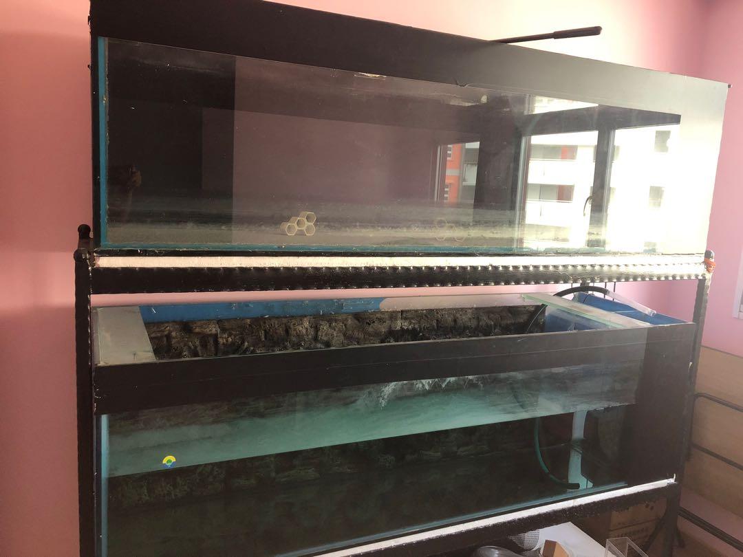 5 ft fish tanks, Pet Supplies, Homes & Other Pet Accessories on Carousell