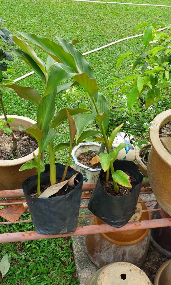 Red Bunga Kantan plant, Furniture & Home Living, Gardening, Plants ...