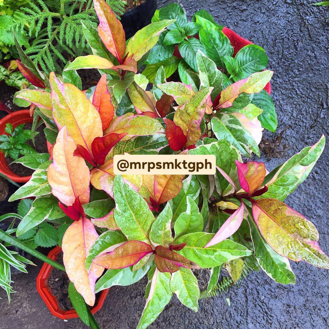 Tri color Leaves Plant, Furniture & Home Living, Gardening, Plants ...