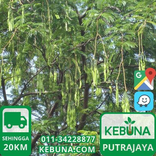 Anak Pokok Petai Thai @ Putrajaya - Plant, Furniture & Home Living ...