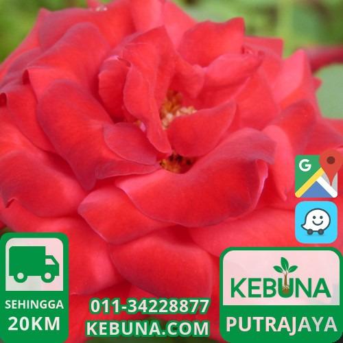 Anak Pokok Ros Kampung Putrajaya - Rose Plant, Furniture & Home Living ...