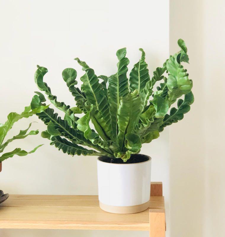 Asplenium Cobra / Manila / Curly Birds Nest Fern, Furniture & Home ...