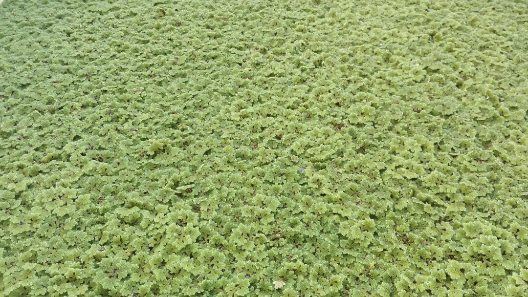 Azolla, Pet Supplies, Pet Food on Carousell