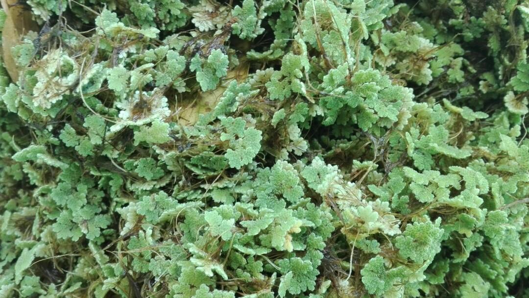 Azolla, Pet Supplies, Pet Food on Carousell