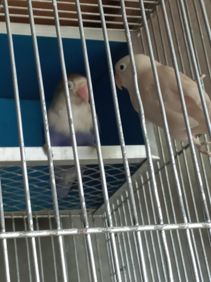 African Love Birds - Albs2, Pet Supplies, Homes & Other Pet Accessories ...