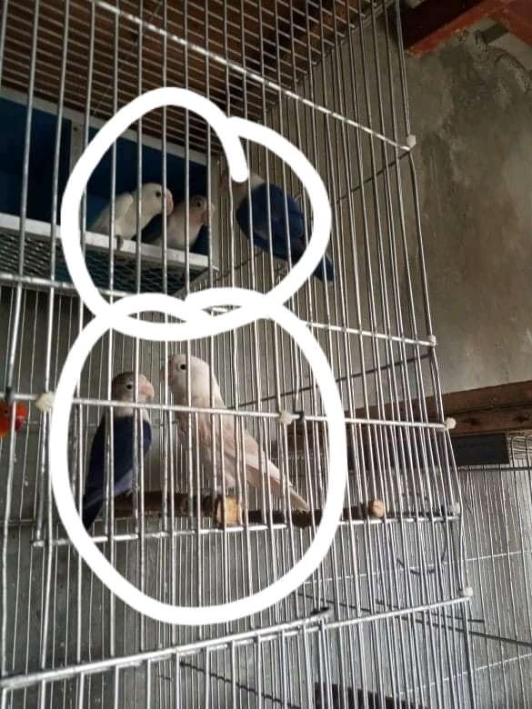 African Love Birds - Albs2, Pet Supplies, Homes & Other Pet Accessories ...