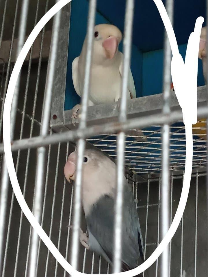 African Love Birds - Albs2, Pet Supplies, Homes & Other Pet Accessories ...