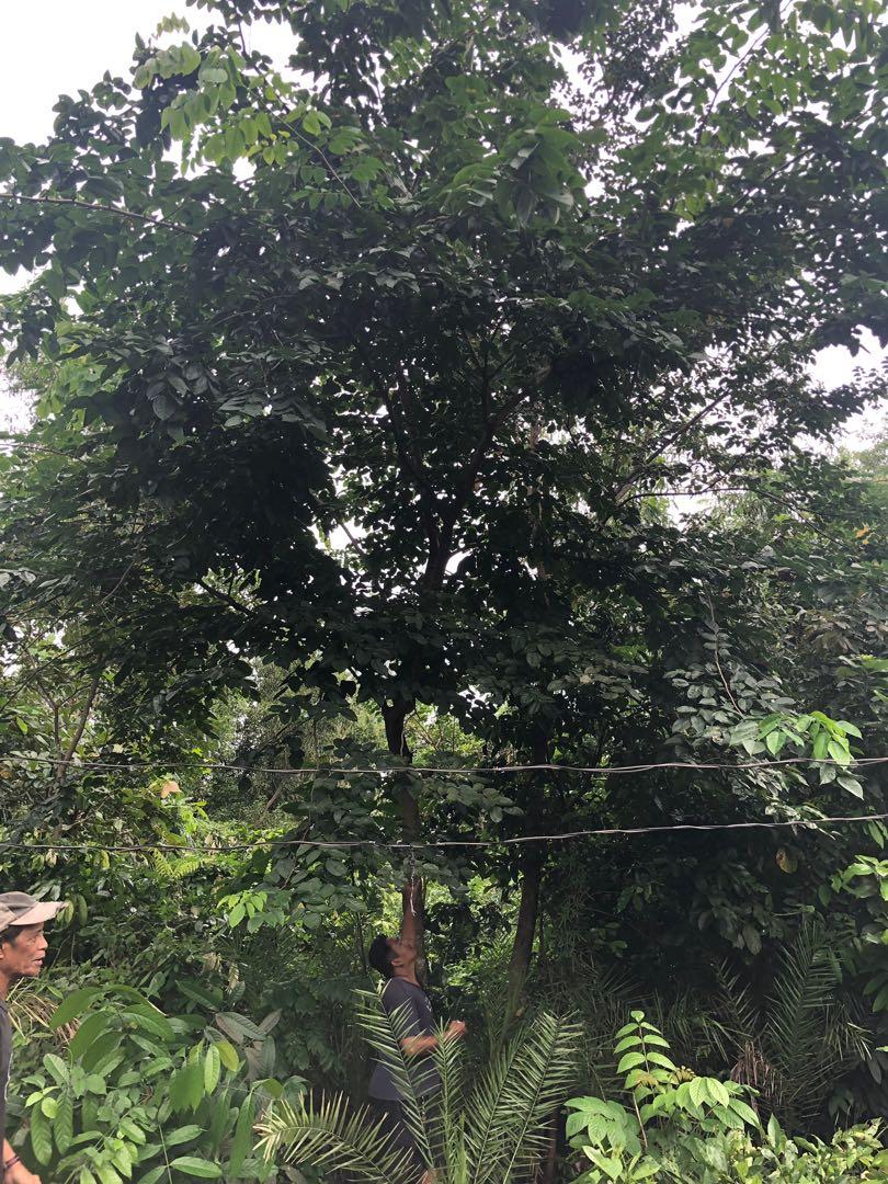 Narra Tree, Furniture & Home Living, Gardening, Plants & Seeds on Carousell