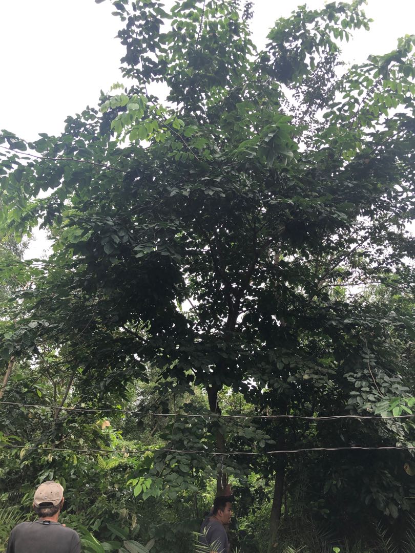 Narra Tree, Furniture & Home Living, Gardening, Plants & Seeds on Carousell