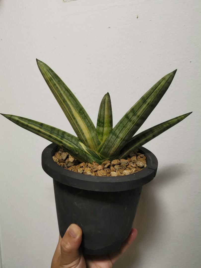 Sansevieria boncel variegated, Furniture & Home Living, Gardening ...