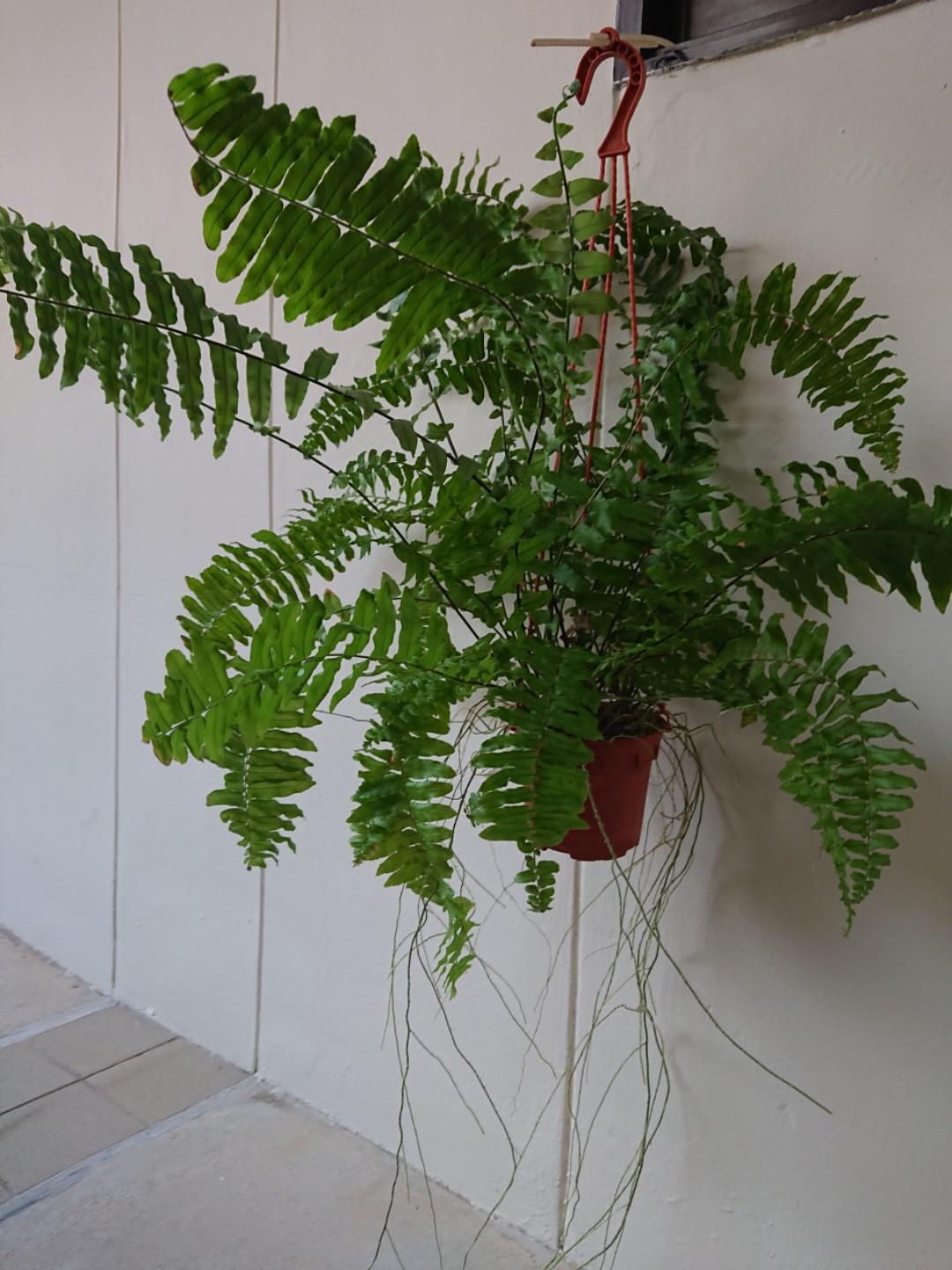 Lovely Fern with long aerial roots., Furniture & Home Living, Home ...