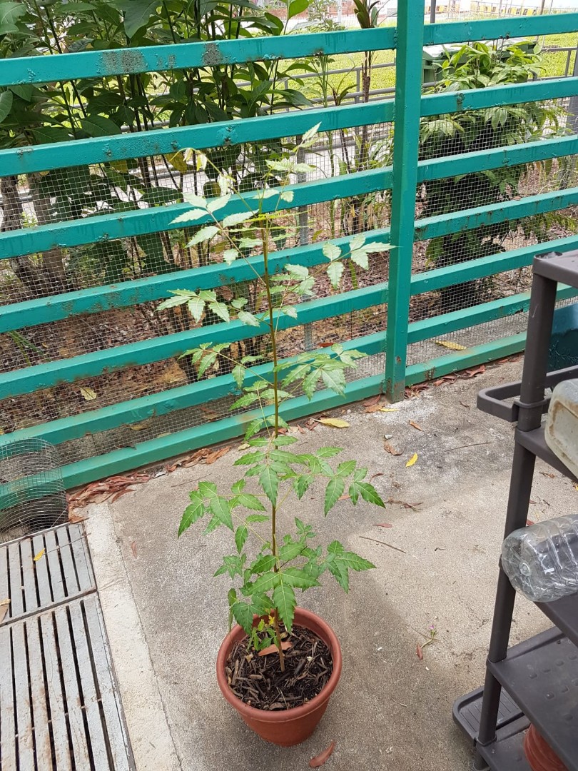 Neem plant in pot, Furniture & Home Living, Gardening, Plants & Seeds ...