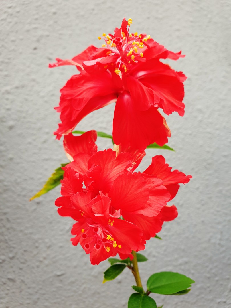 Red Poodle Hibiscus Plant, Furniture & Home Living, Gardening, Plants ...