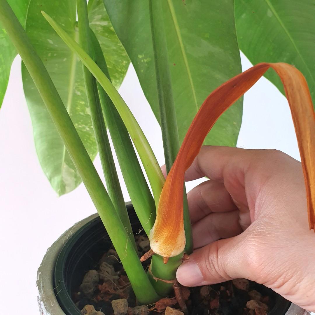 Philodendron Jose Buno, Furniture & Home Living, Gardening, Plants ...