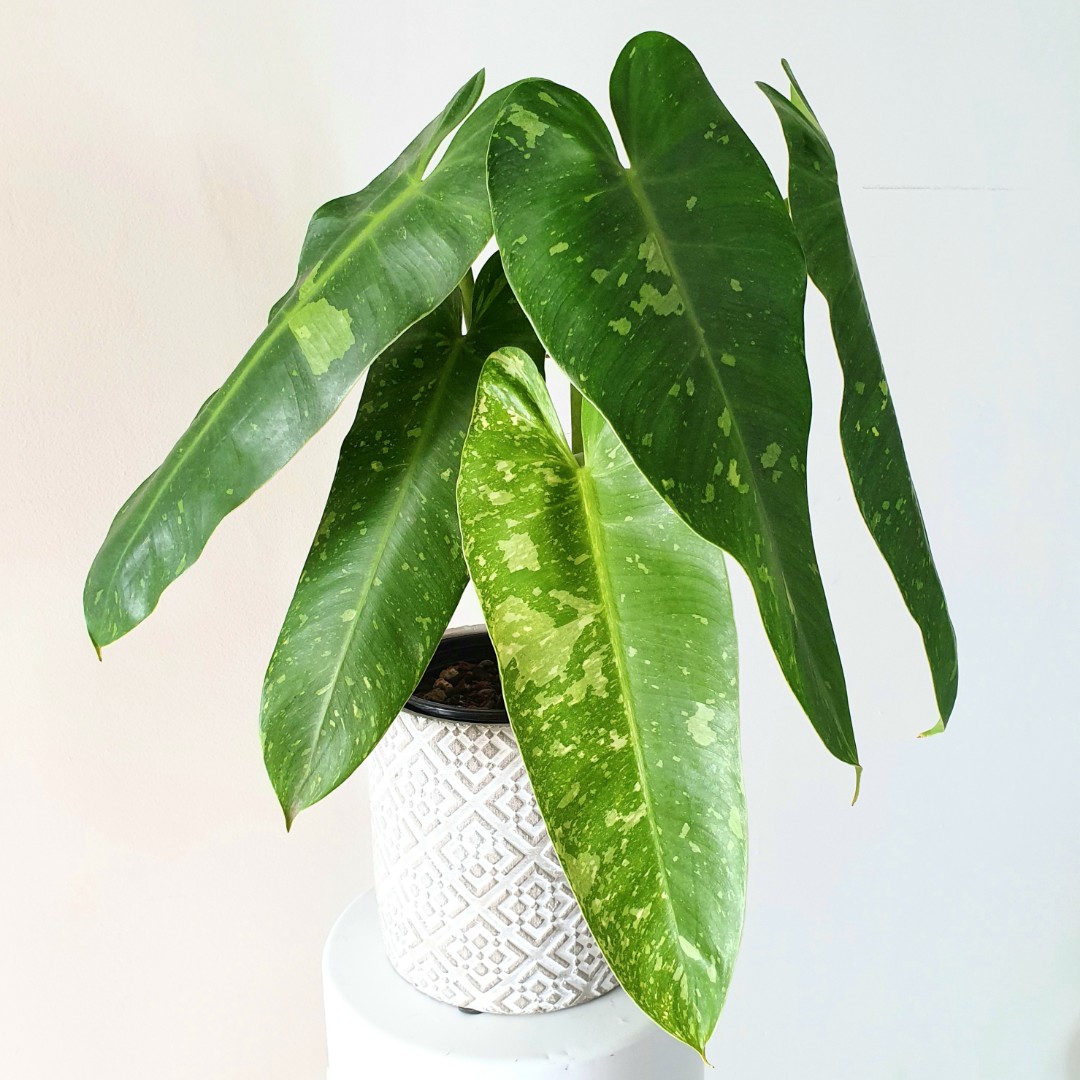 Philodendron Jose Buno, Furniture & Home Living, Gardening, Plants ...