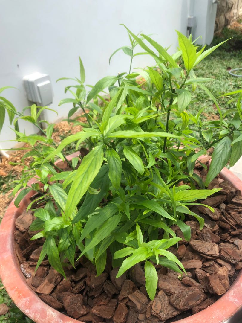 To bless - Sabah Snake Grass, Gardening, Plants on Carousell