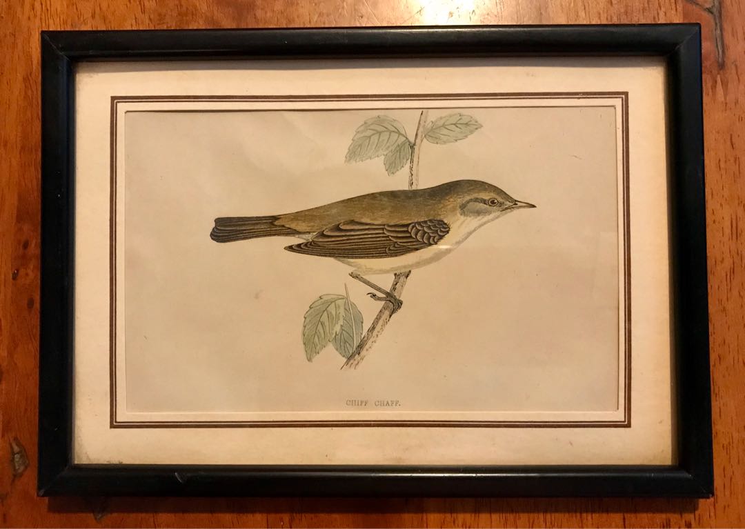 Vintage CHIFF CHAFF Art Print Framed UK 21.5x15.5 CMS, Furniture & Home ...
