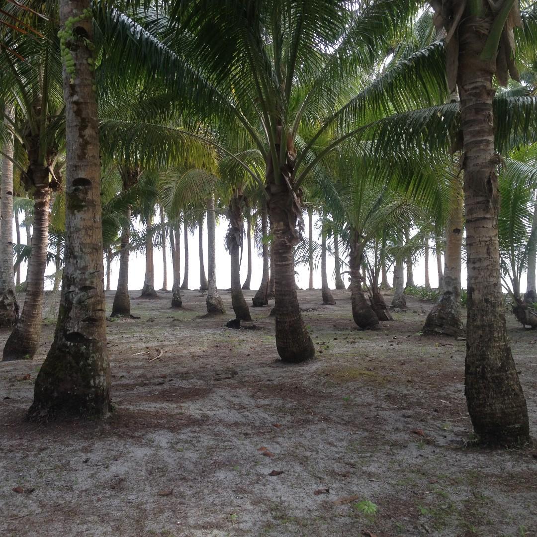 Siargao's Daku Beachfront Land & TITLED Beachfront Lot in Giwan (Guiuan ...