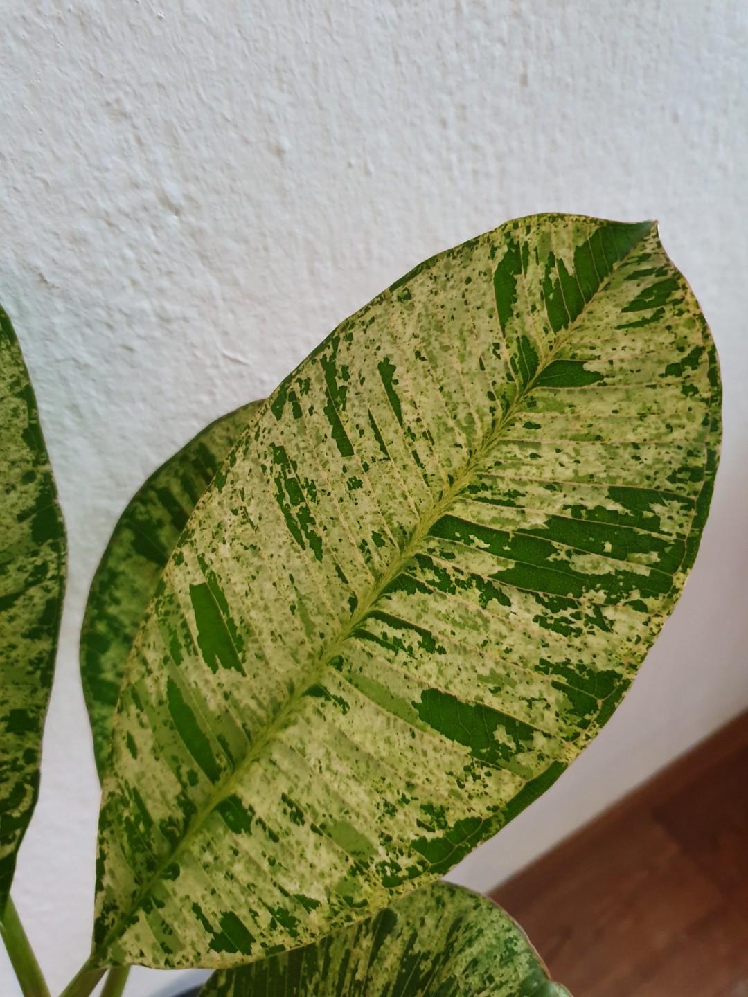 Variegated Plumeria Frangipani #2 60cm tall (mint green & dark green ...