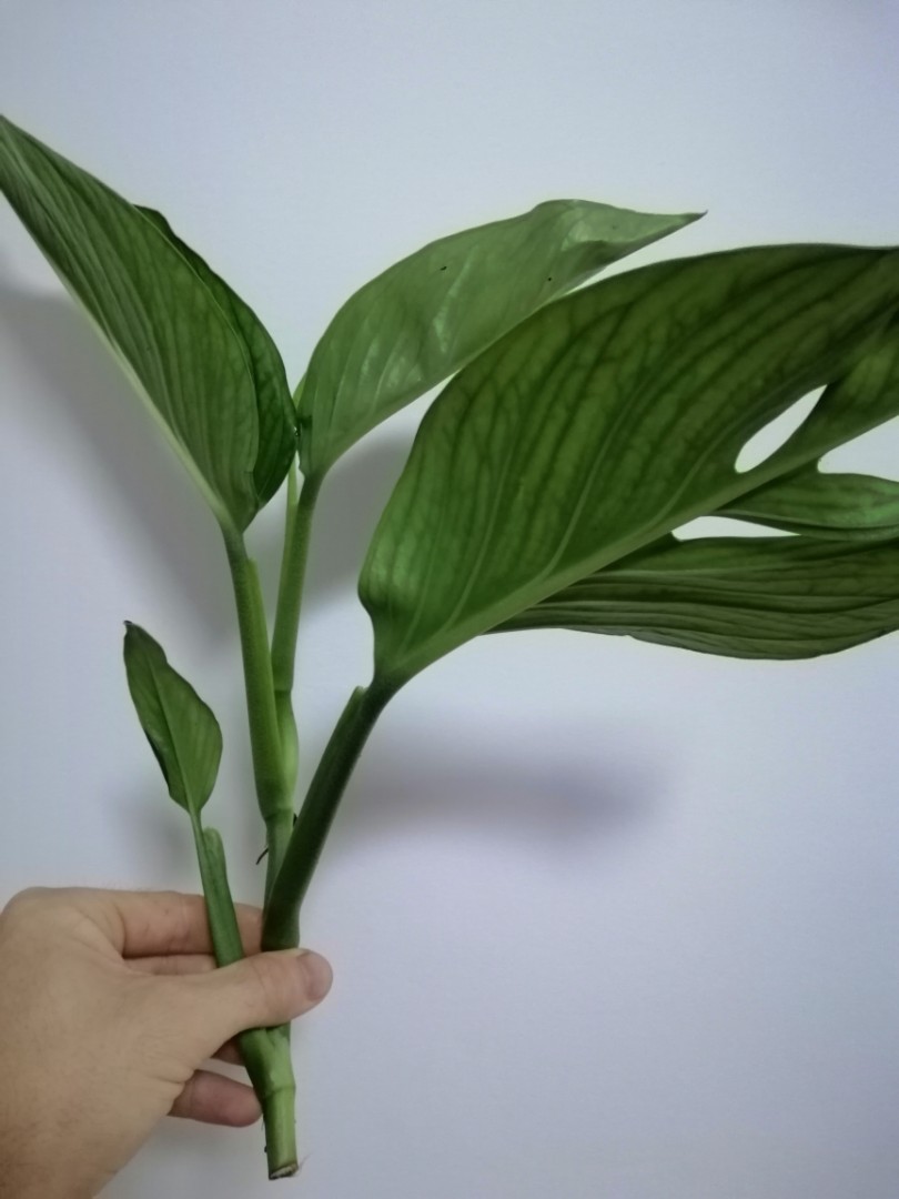 monstera pinnatipartita "Siam Monster" rare plant, Furniture & Home ...