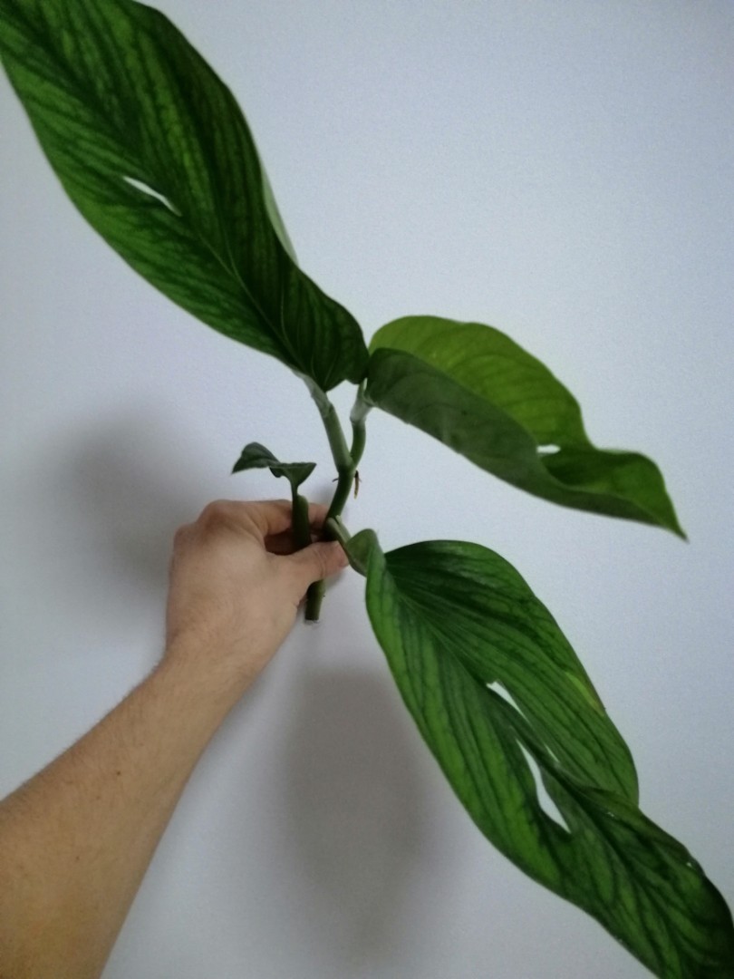 monstera pinnatipartita "Siam Monster" rare plant, Furniture & Home ...