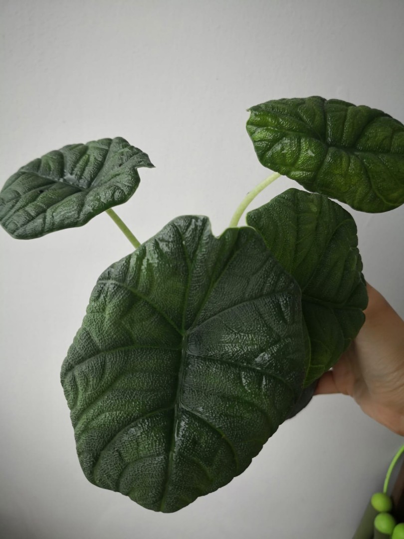 monstera pinnatipartita "Siam Monster" rare plant, Furniture & Home ...