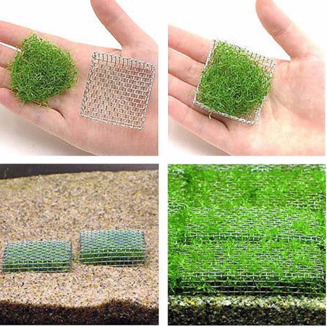 Stainless Steel Wire Mesh for Tying Moss Planted Tank, Pet Supplies ...