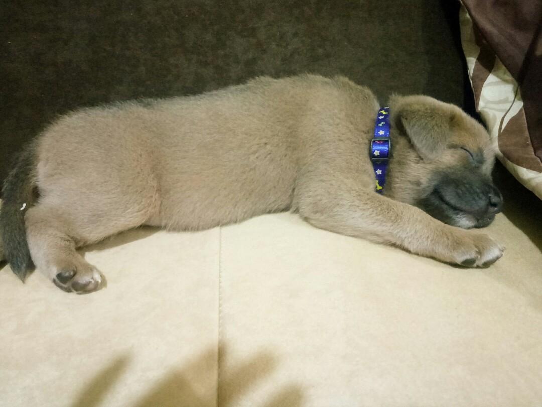 Labrador X Aspin, Pet Supplies, Homes & Other Pet Accessories on Carousell