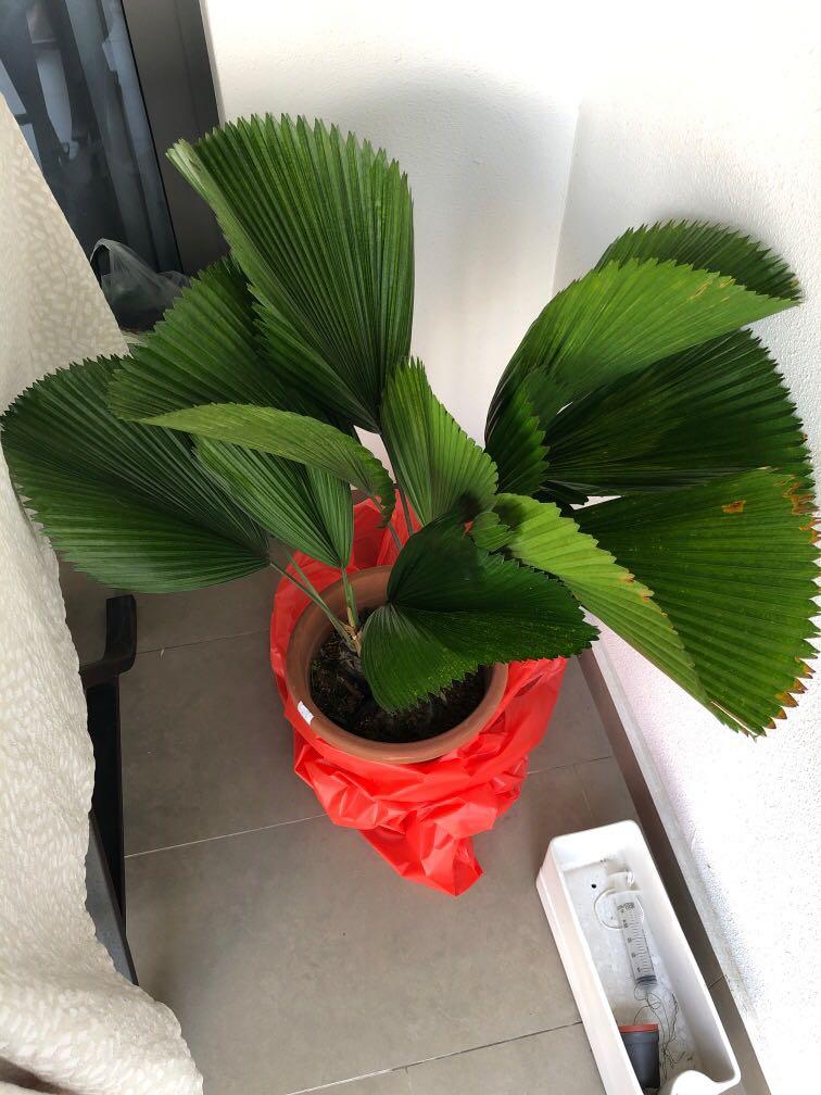 Ruffle Fan Palm, Furniture & Home Living, Home Decor, Artificial Plants ...