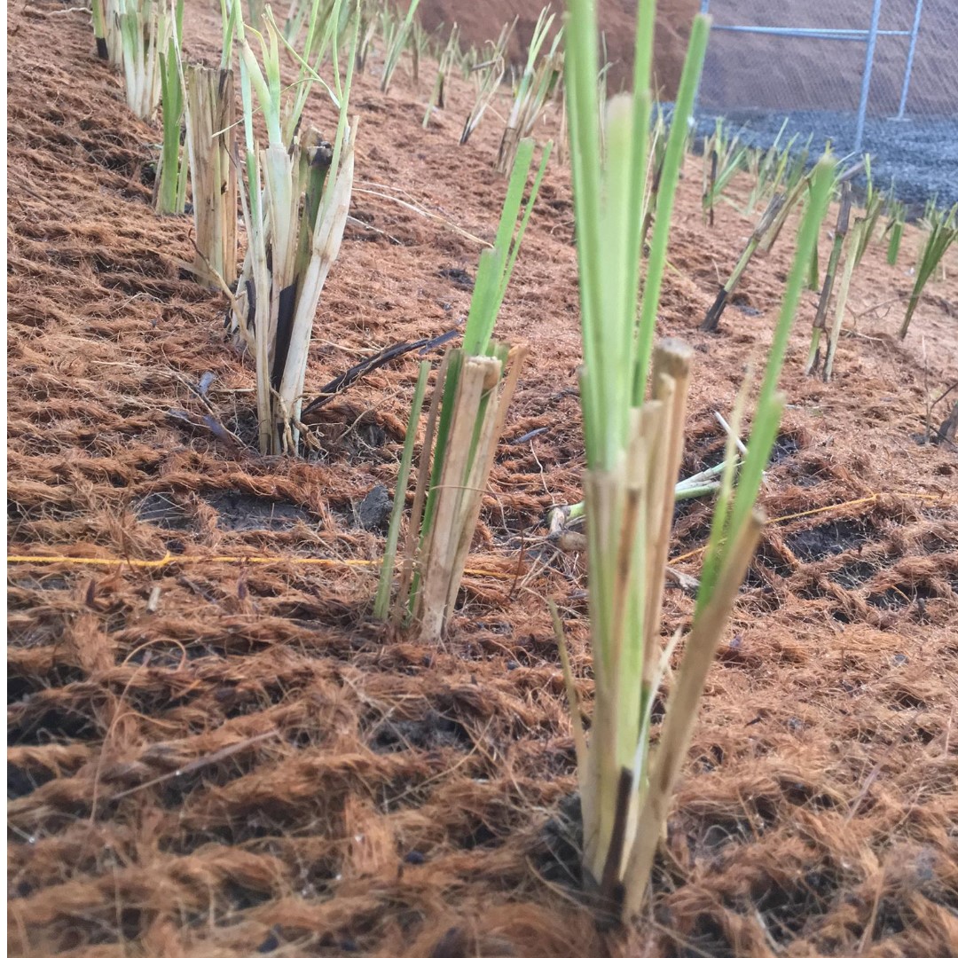 Vetiver Grass and Coco Nets for Slope Protection, Commercial ...