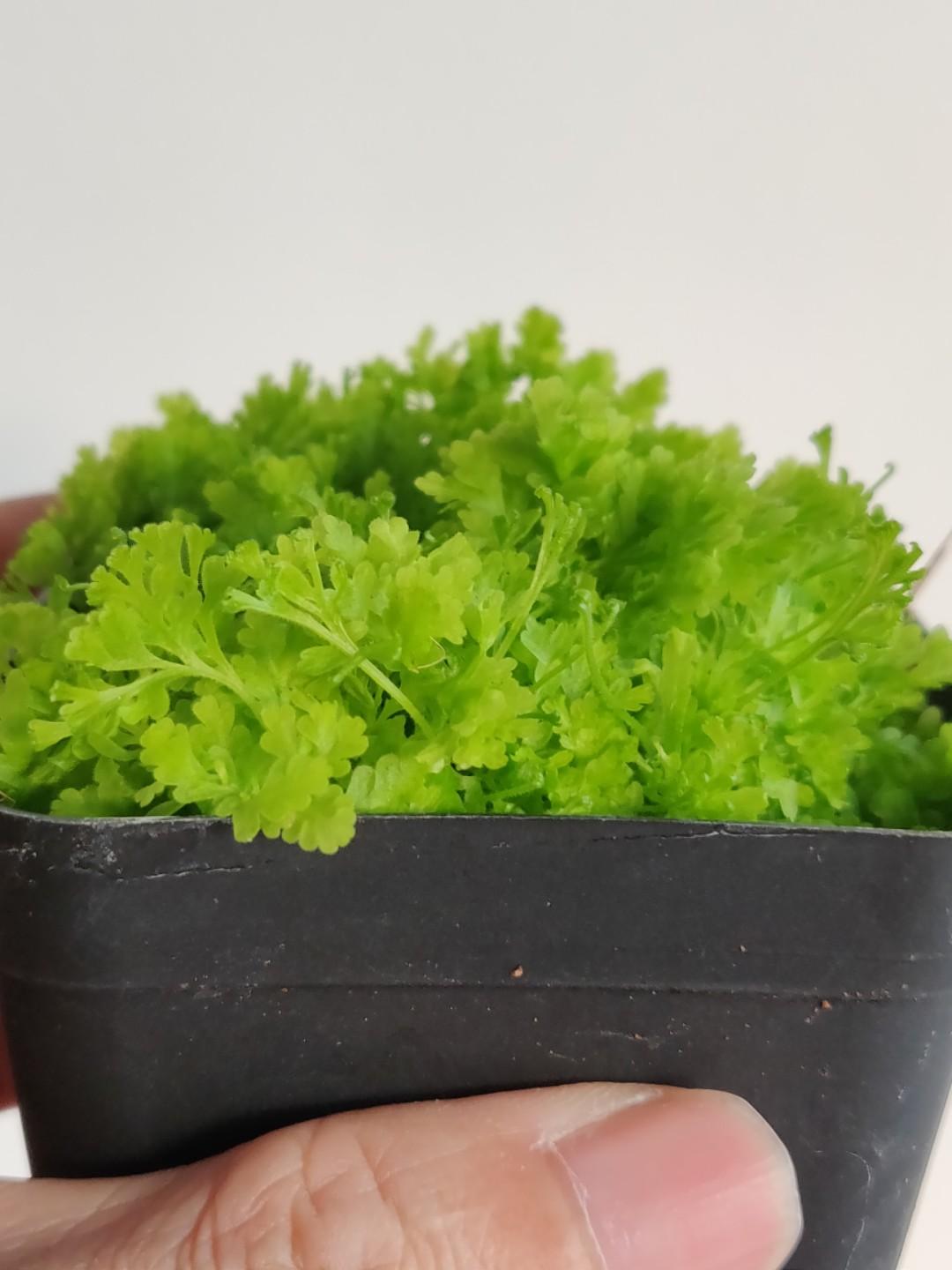 Dwarf/ Mini Boston Fern Terrarium plant, Furniture & Home Living ...