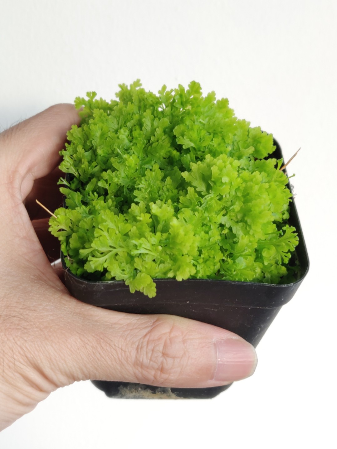 Dwarf/ Mini Boston Fern Terrarium plant, Furniture & Home Living ...