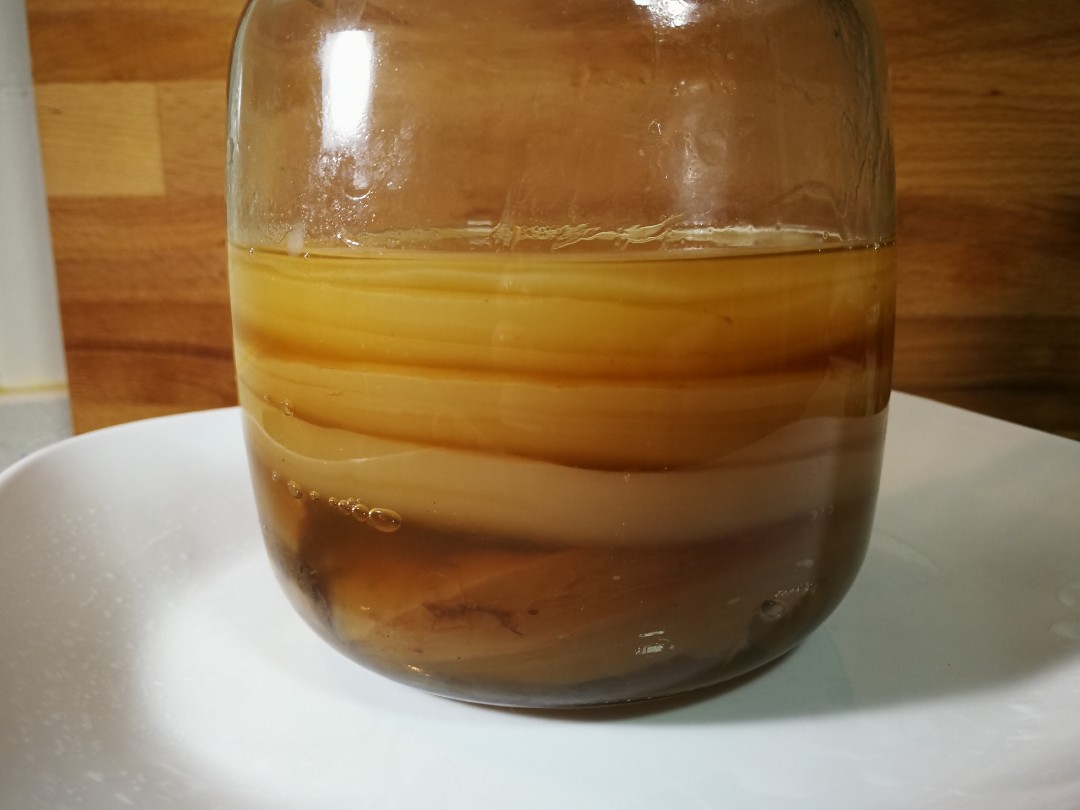 Kombucha Scoby (Large), Food & Drinks, Beverages on Carousell