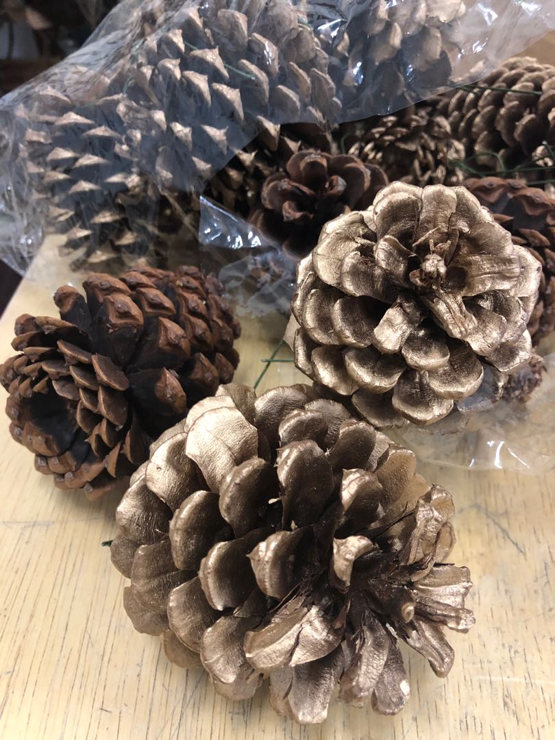 Pine cone - large, Everything Else on Carousell