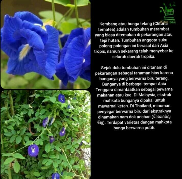 Tanaman bunga telang butterfly pea kembang biru clitoria ternatea ...