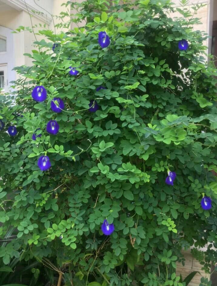 Tanaman bunga telang butterfly pea kembang biru clitoria ternatea ...