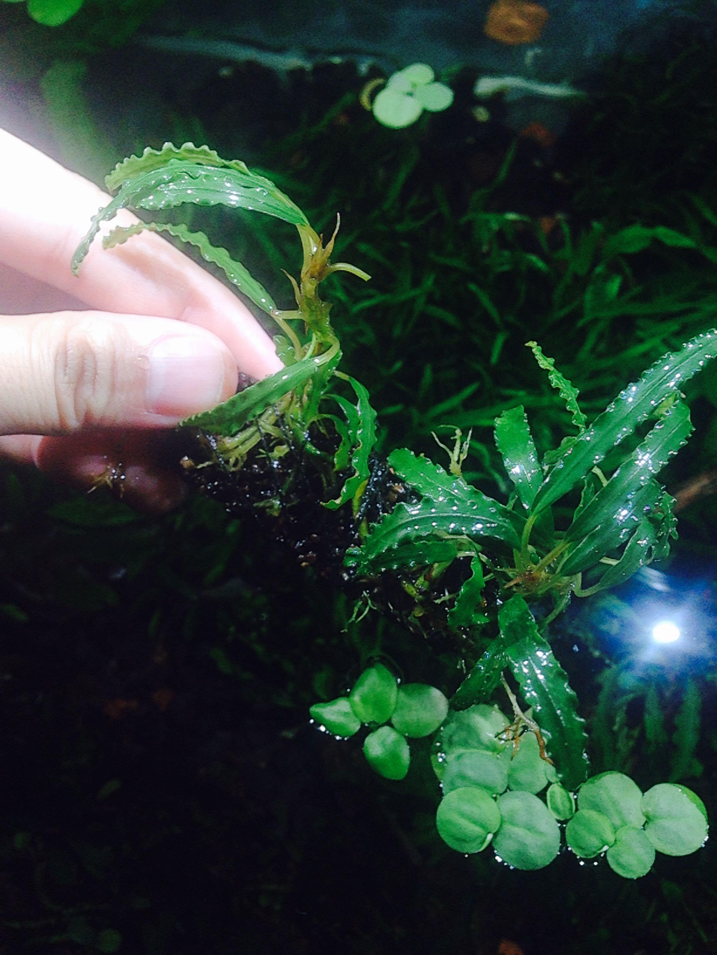 Wild Bucephalandra, Gardening, Plants on Carousell